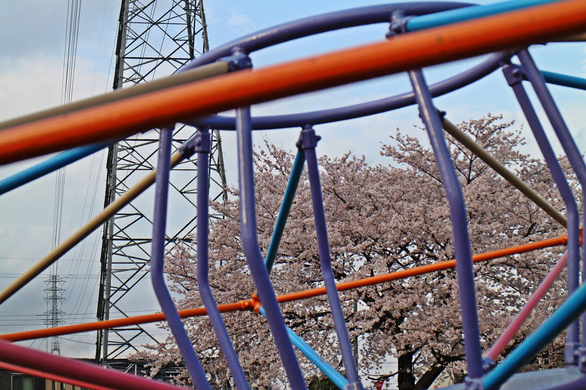 Cherry Blossoms | GANREF