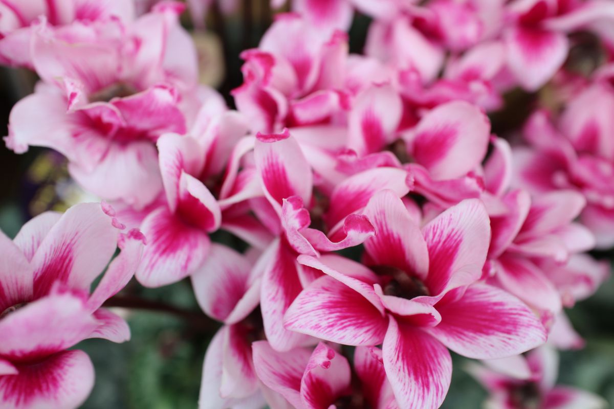 Cyclamen | GANREF
