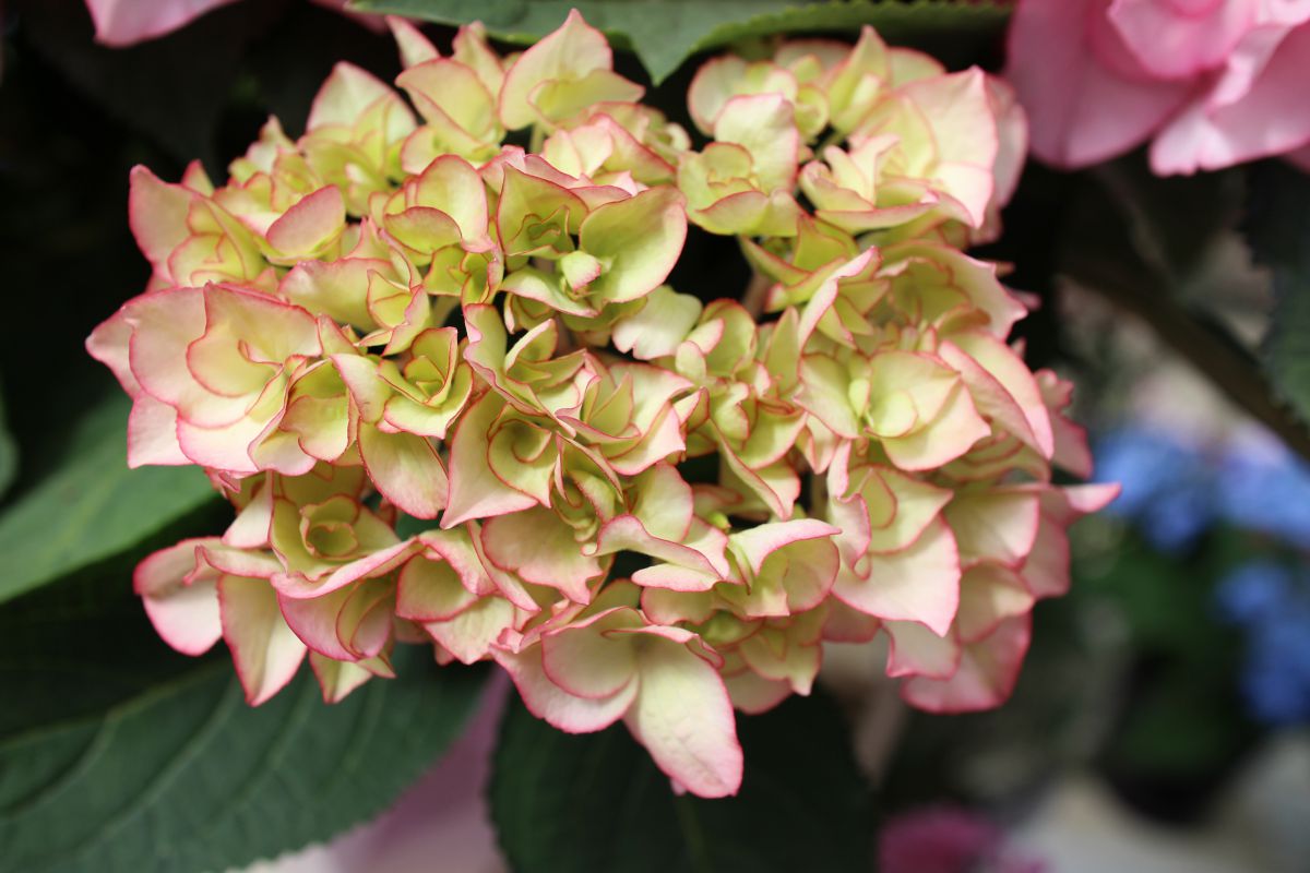 hydrangea | GANREF