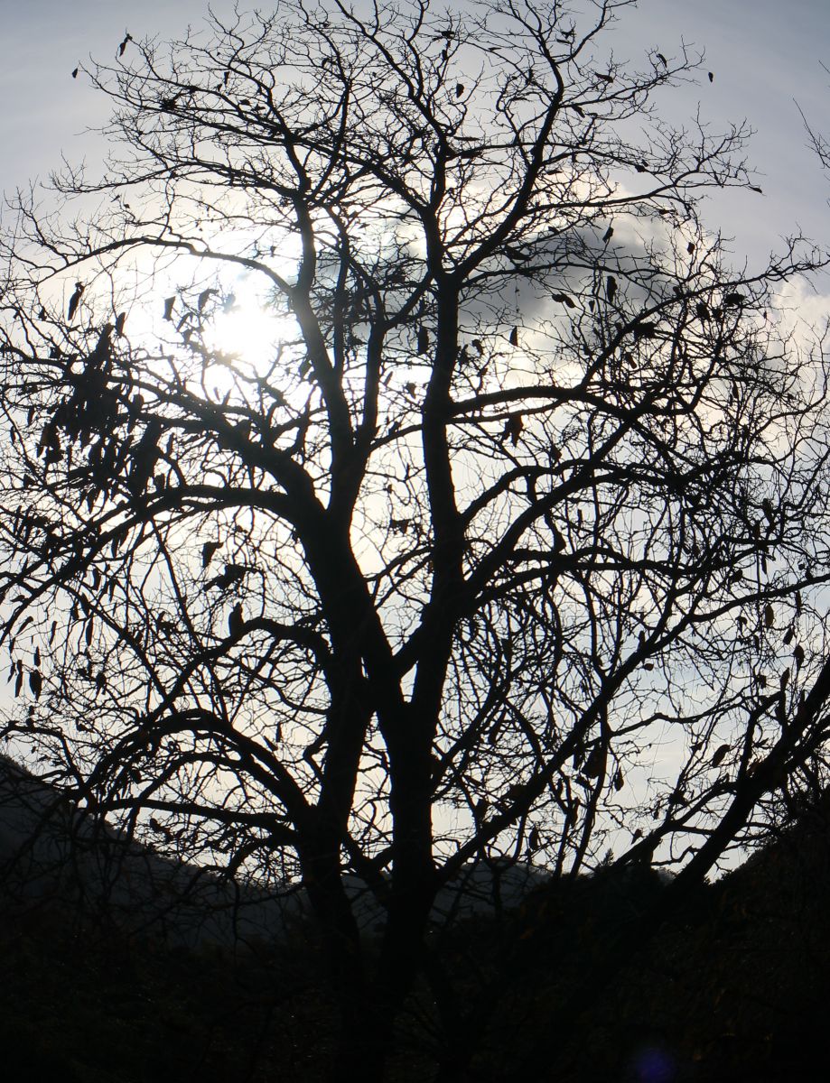 Winter Tree | GANREF