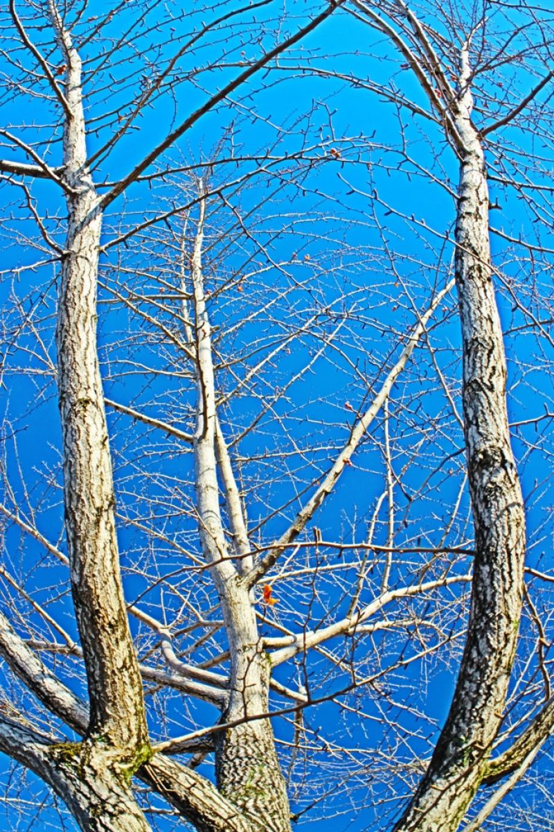 Winter trees | GANREF