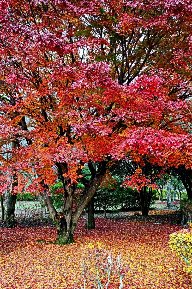 Autumn leaves | GANREF