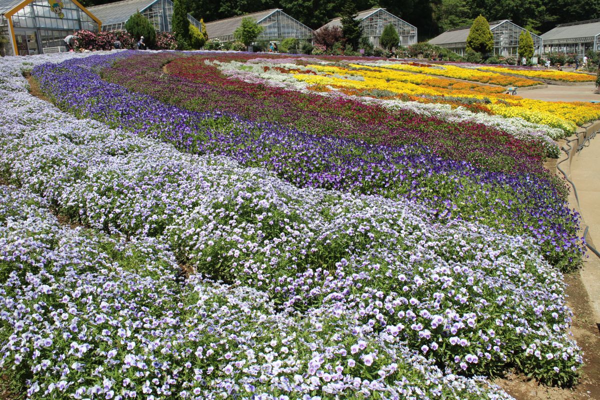 Flower paradise | GANREF