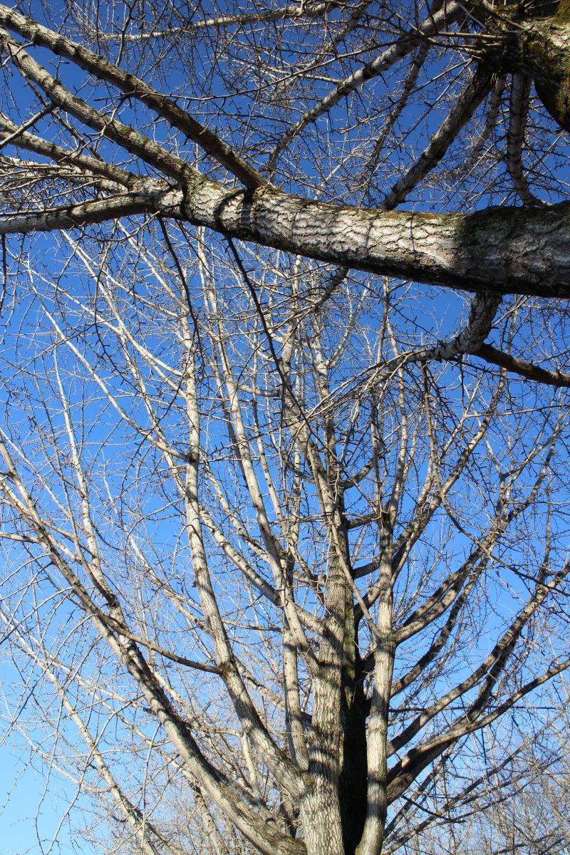 Talking tree | GANREF