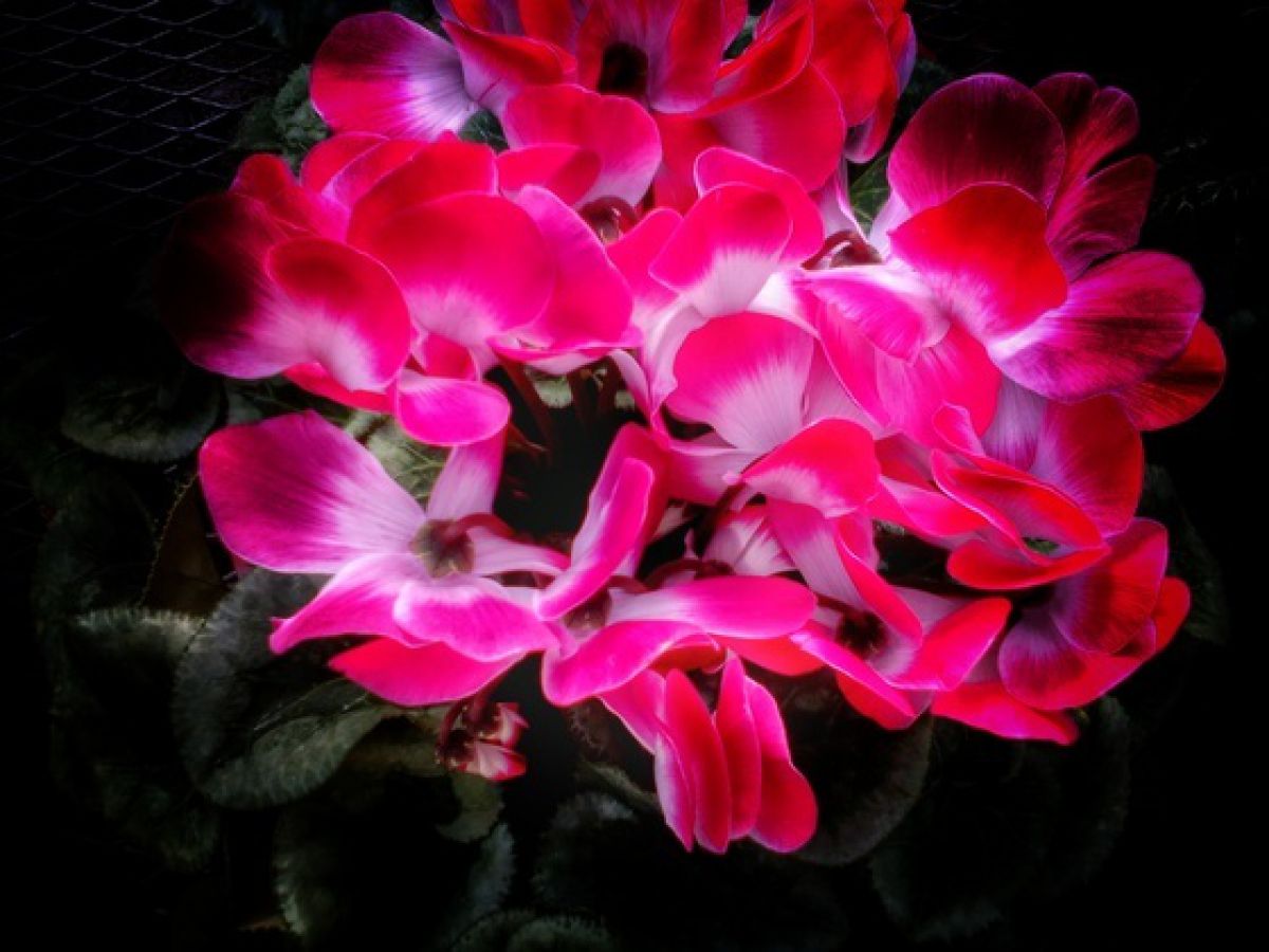 Cyclamen | GANREF