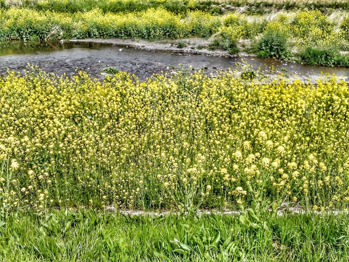 Field mustard | GANREF