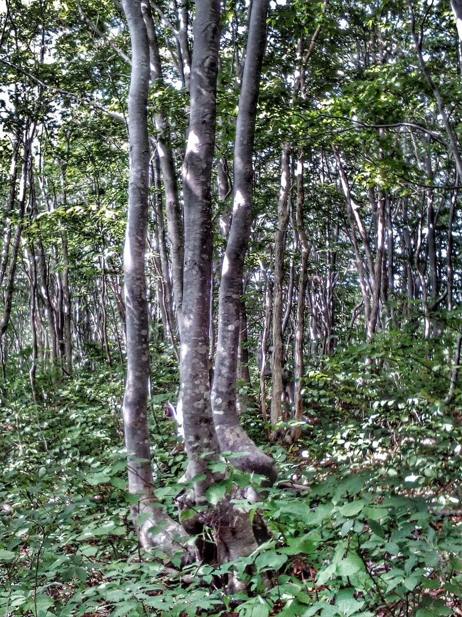 Trees in the forest | GANREF