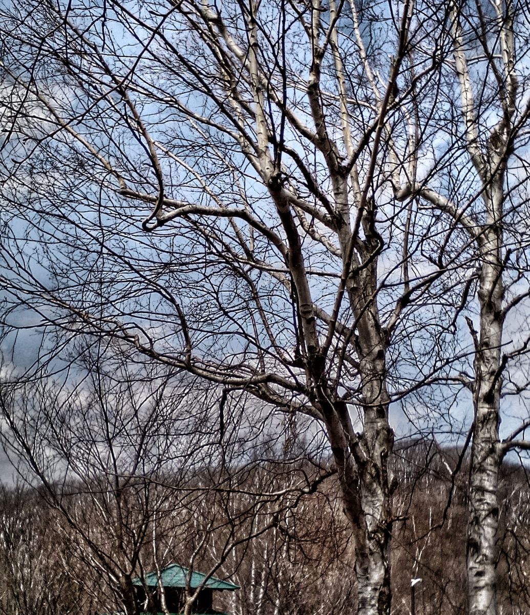 Tree to wait for the spring | GANREF