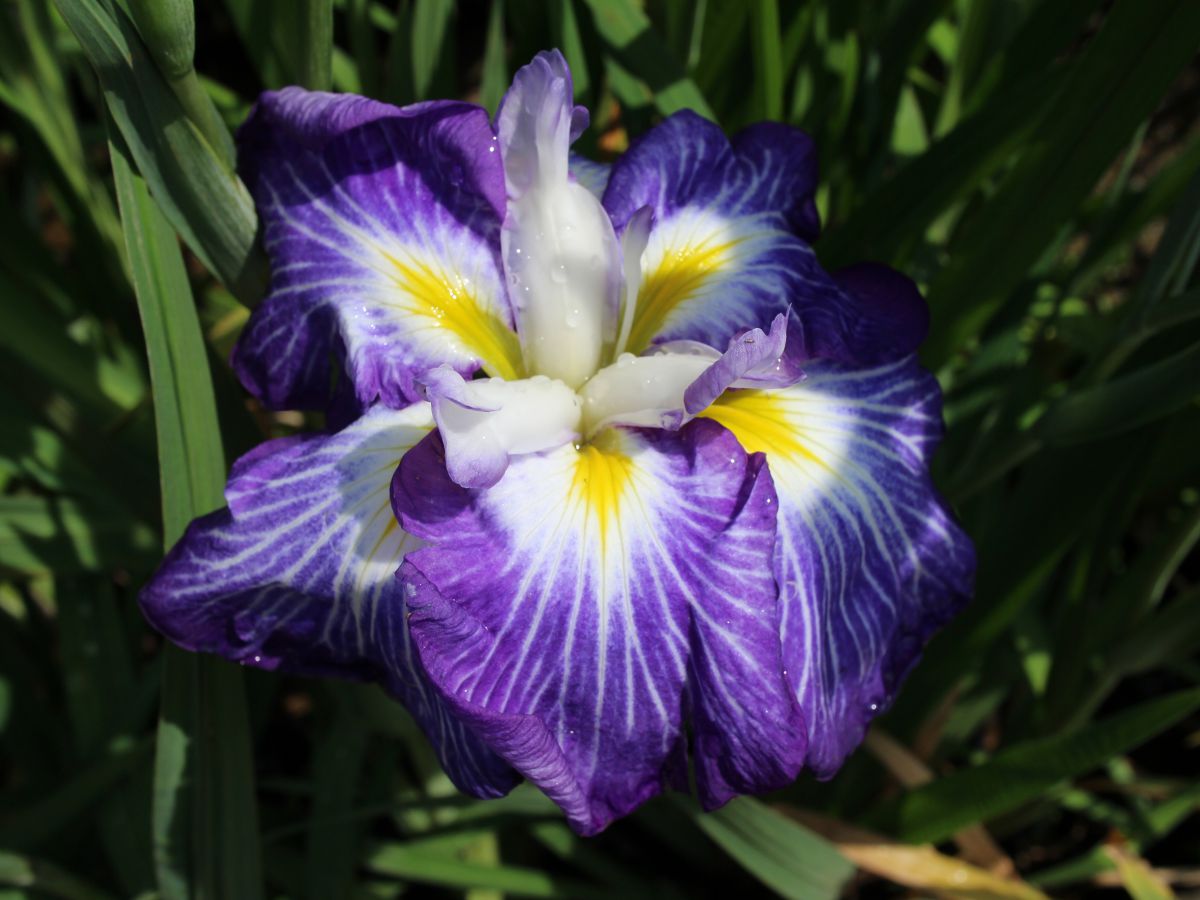 Iris | GANREF