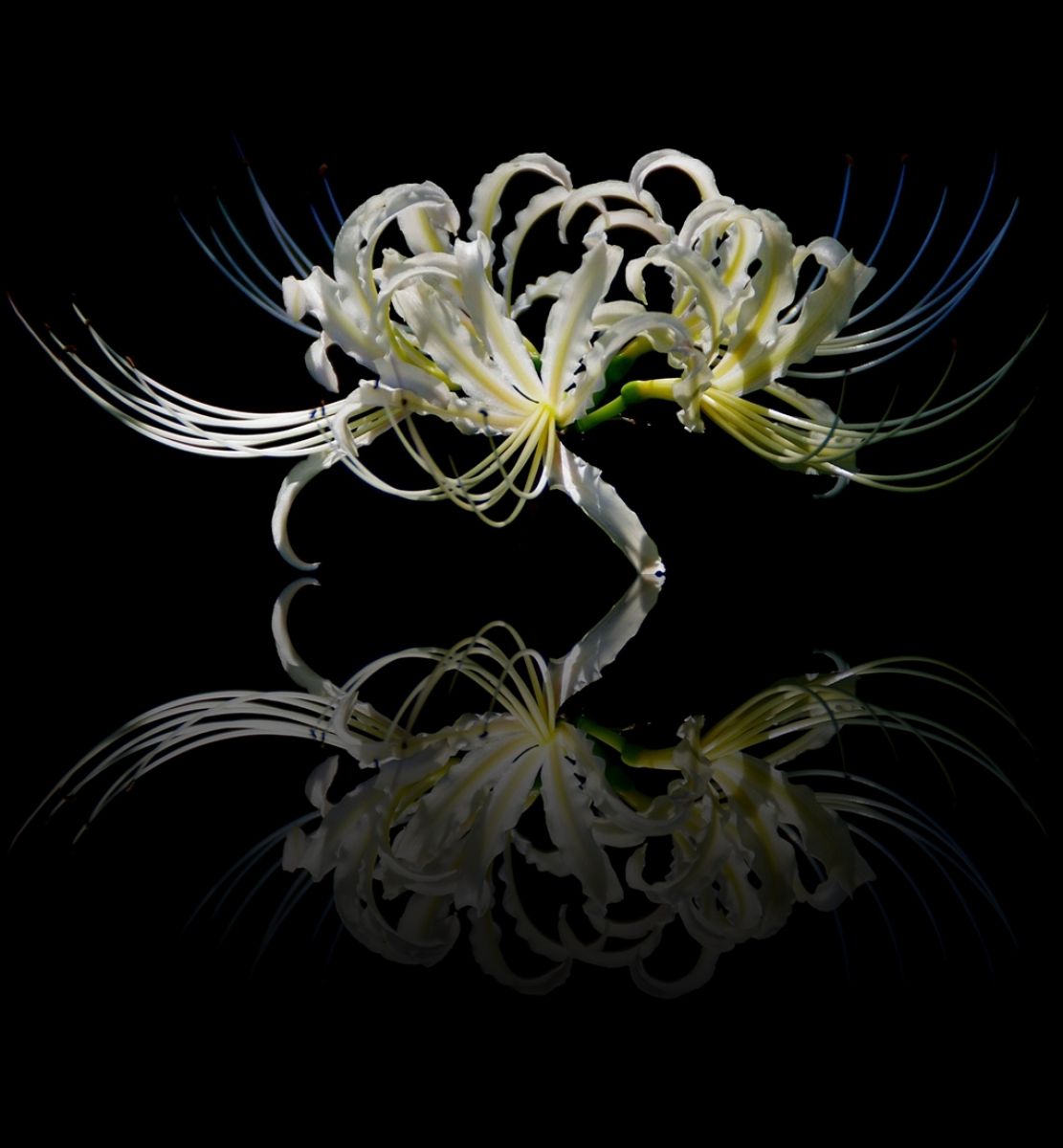 Dazzling world | GANREF