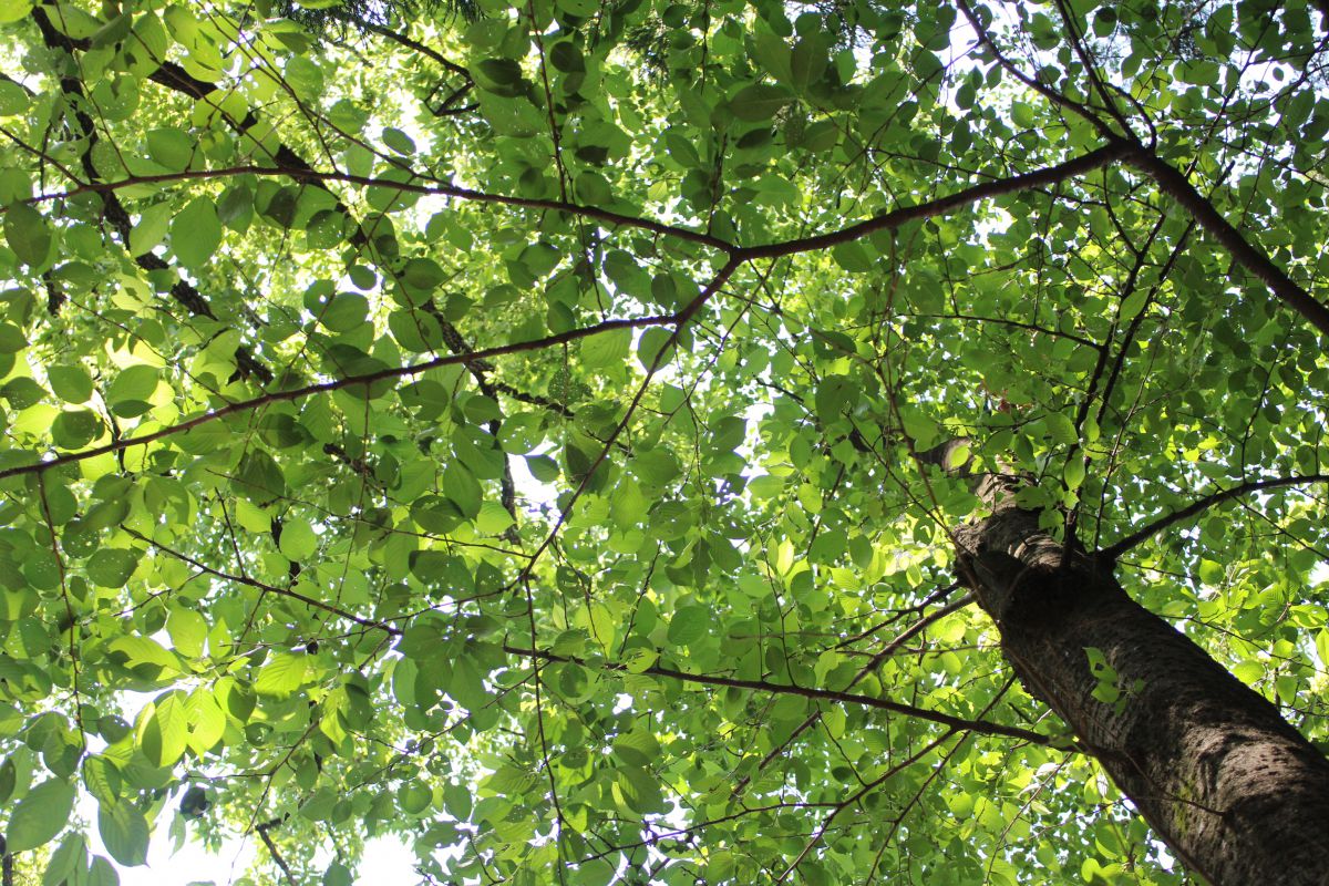 Fresh green | GANREF