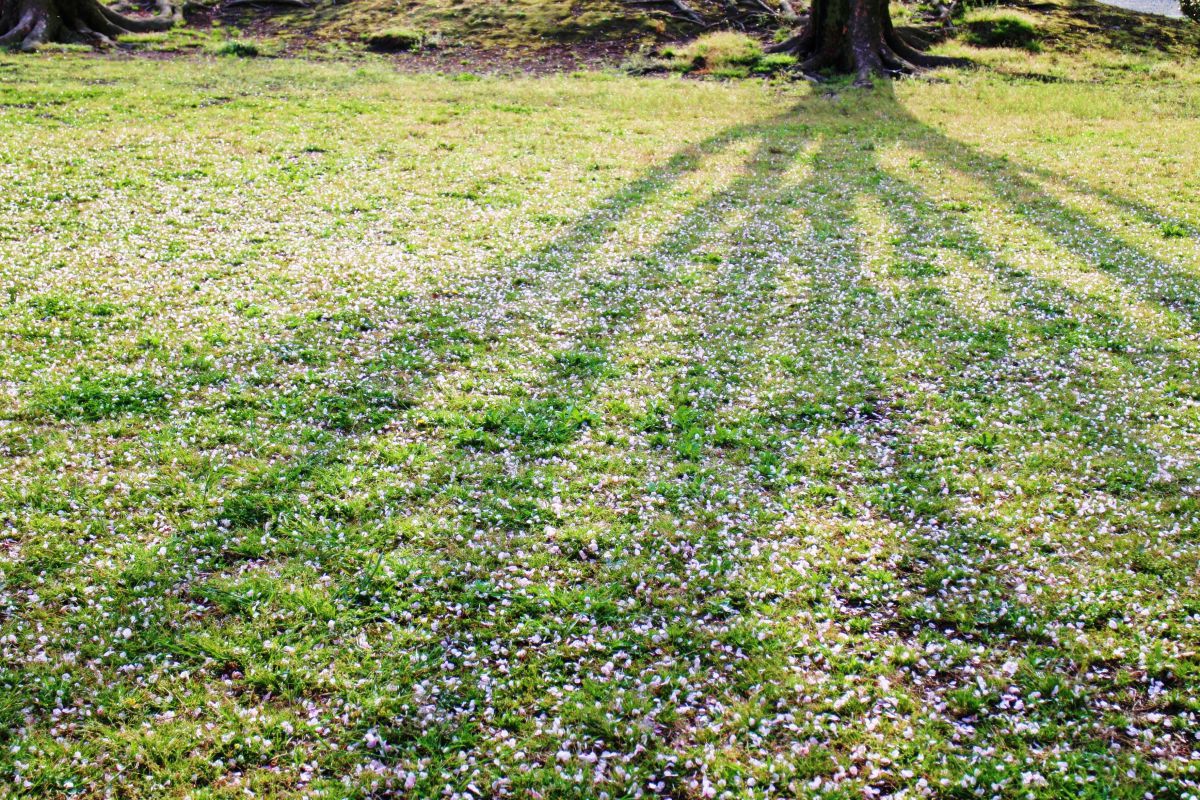 Spring Shadow | GANREF