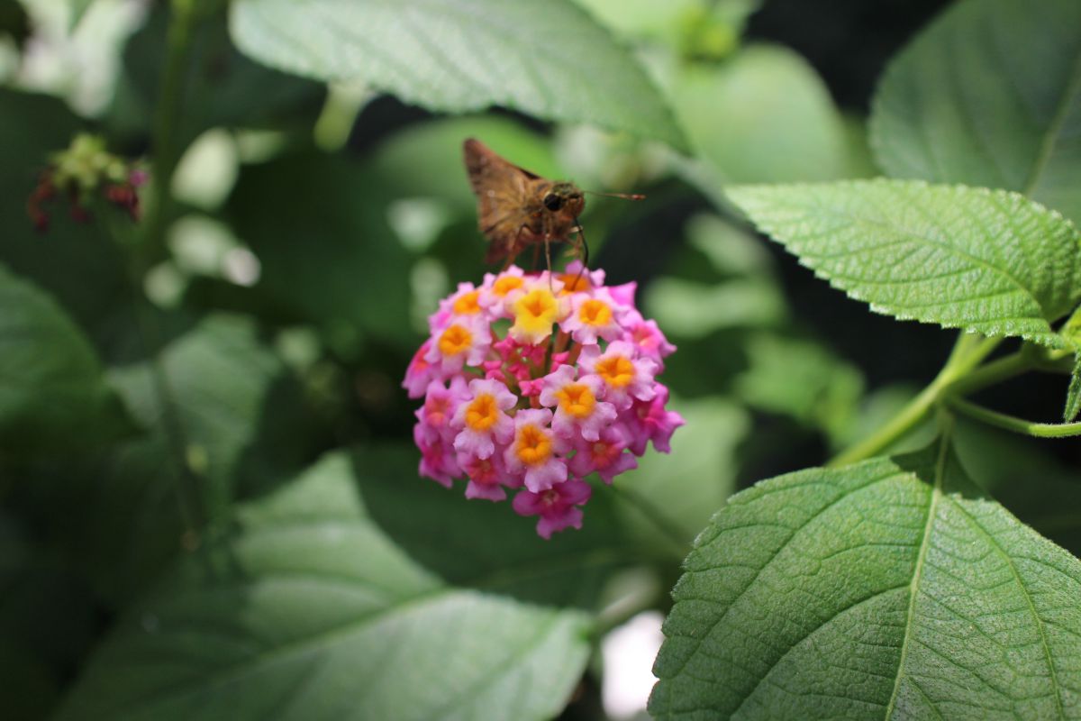 Pretty flowers | GANREF