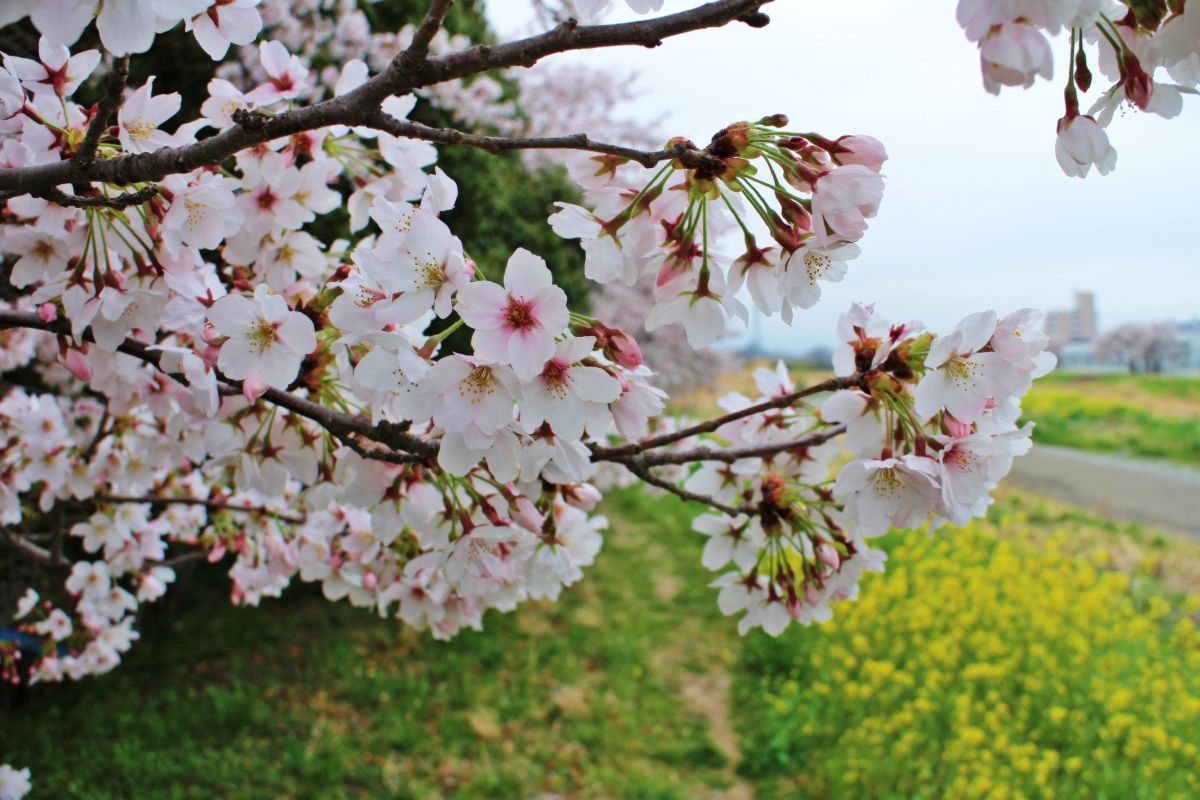Cherry blossom path | GANREF