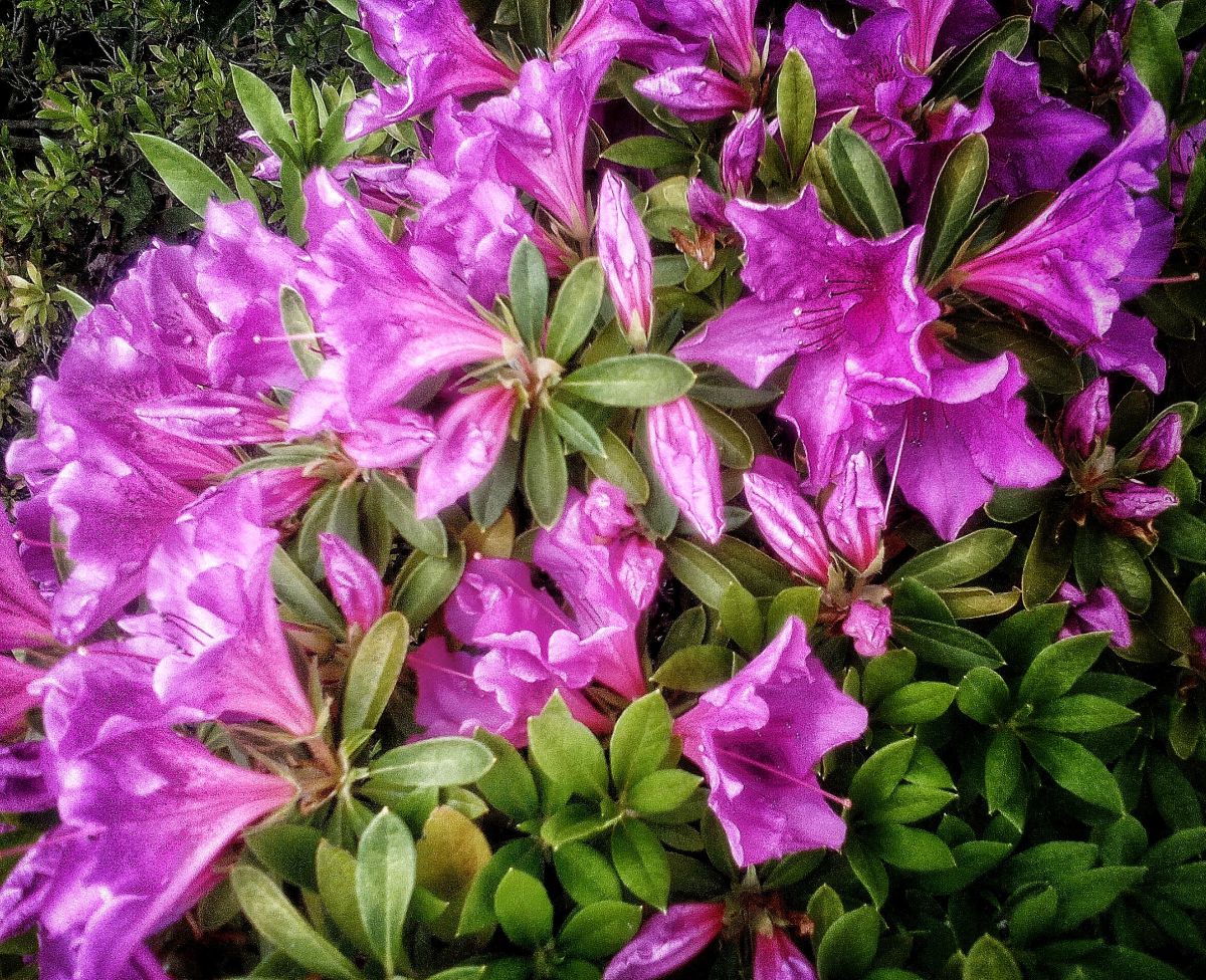 Azalea | GANREF