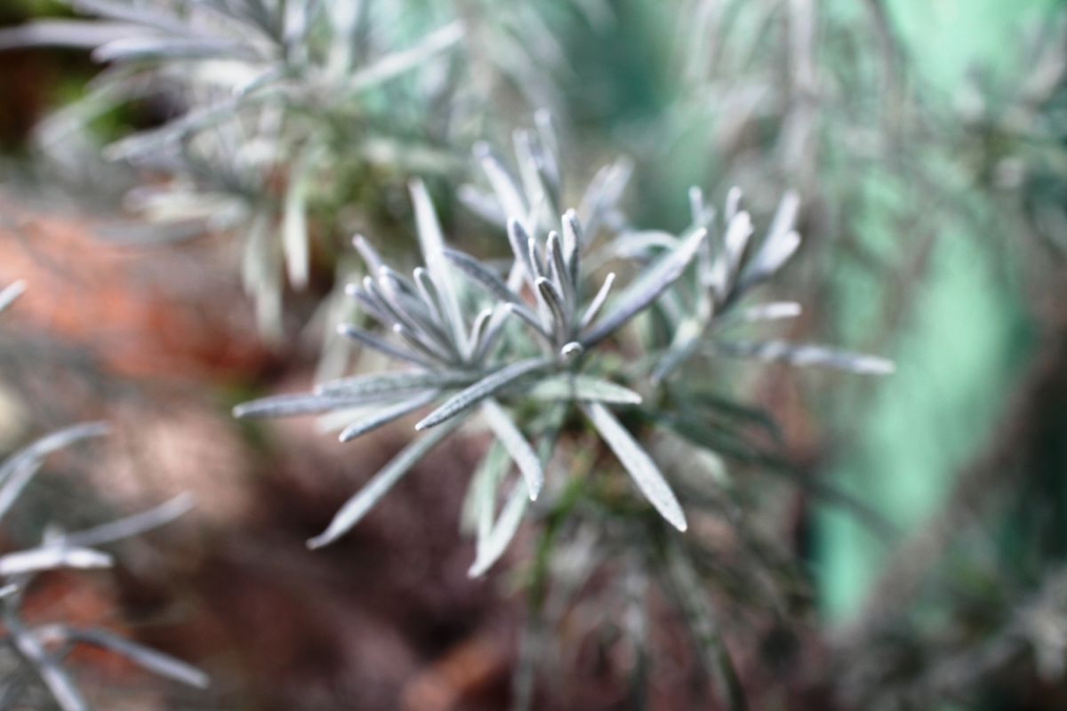 Curry plant | GANREF