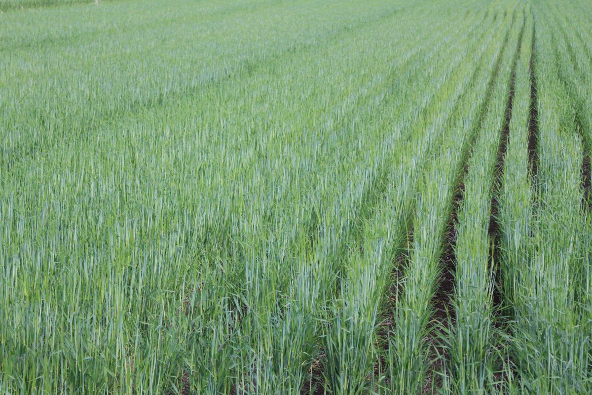 Wheat field | GANREF