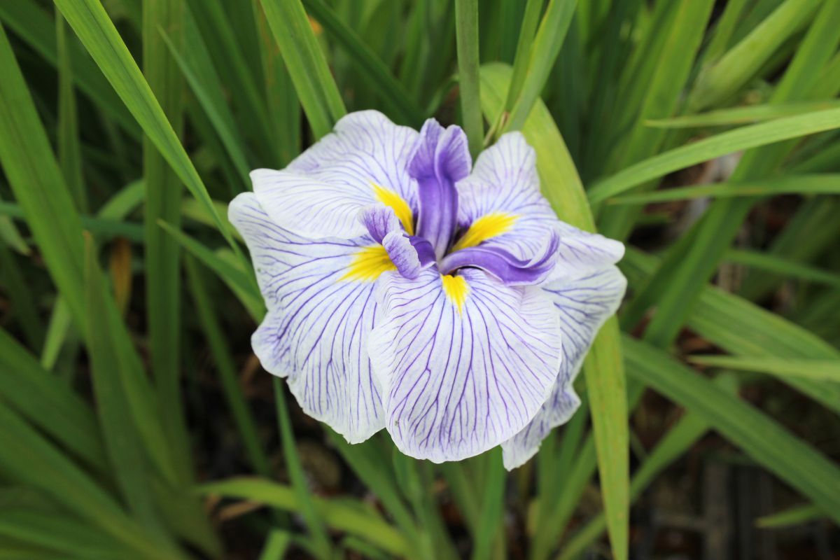 Iris | GANREF