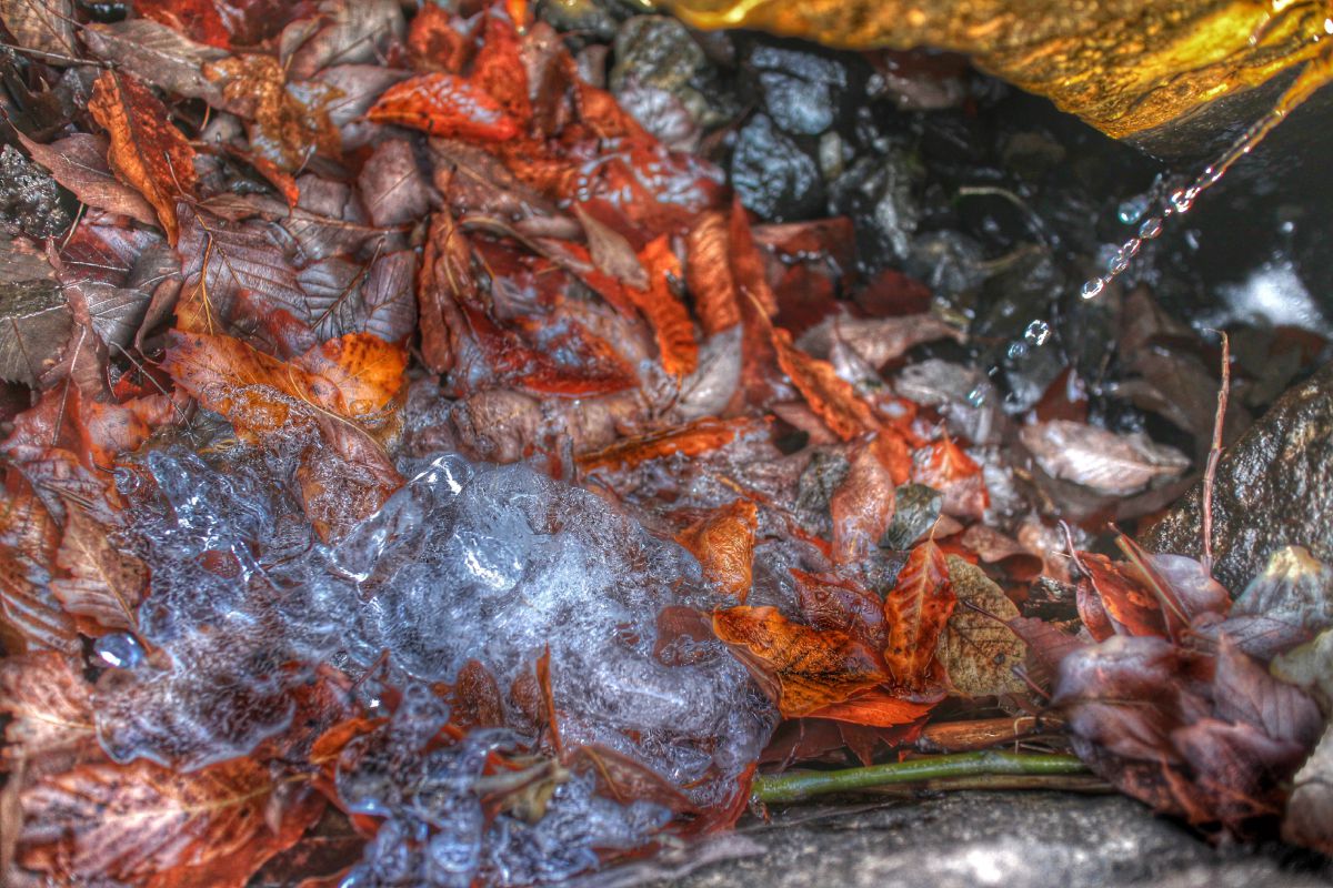 Frozen leaf | GANREF