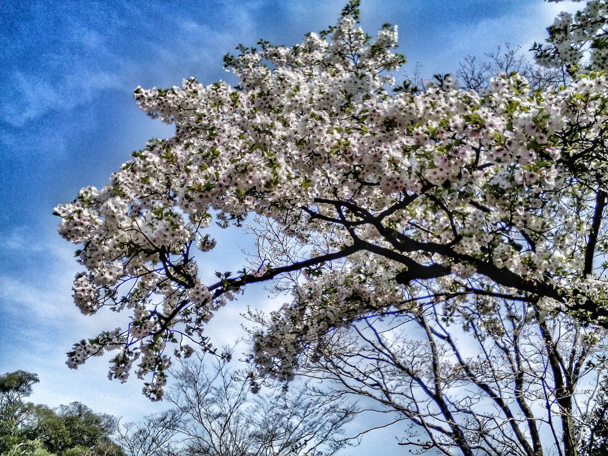 Cherry Blossoms | GANREF