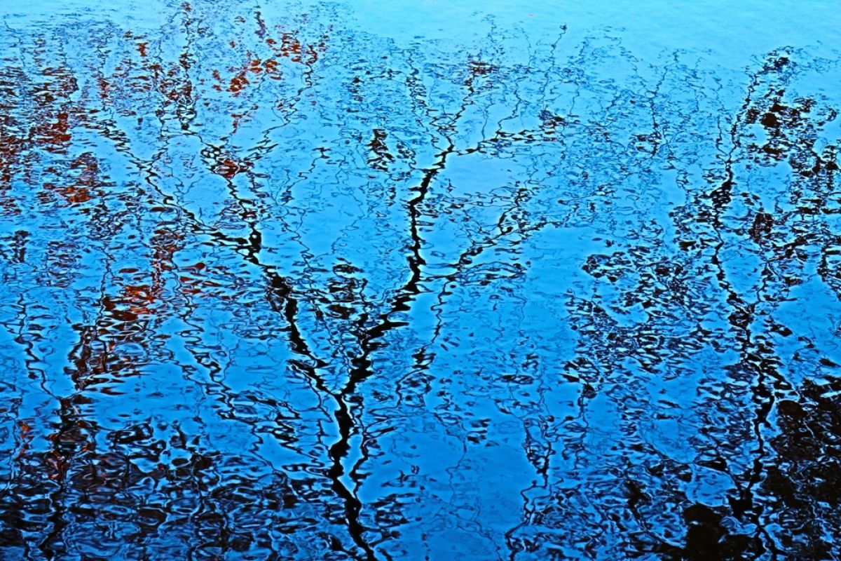 Tree of the surface | GANREF