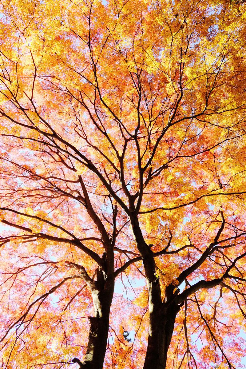 My Favorite Maple | GANREF