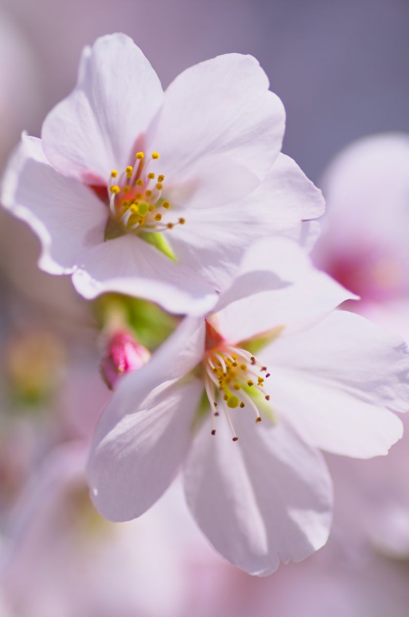 頬を染めて(2) | GANREF