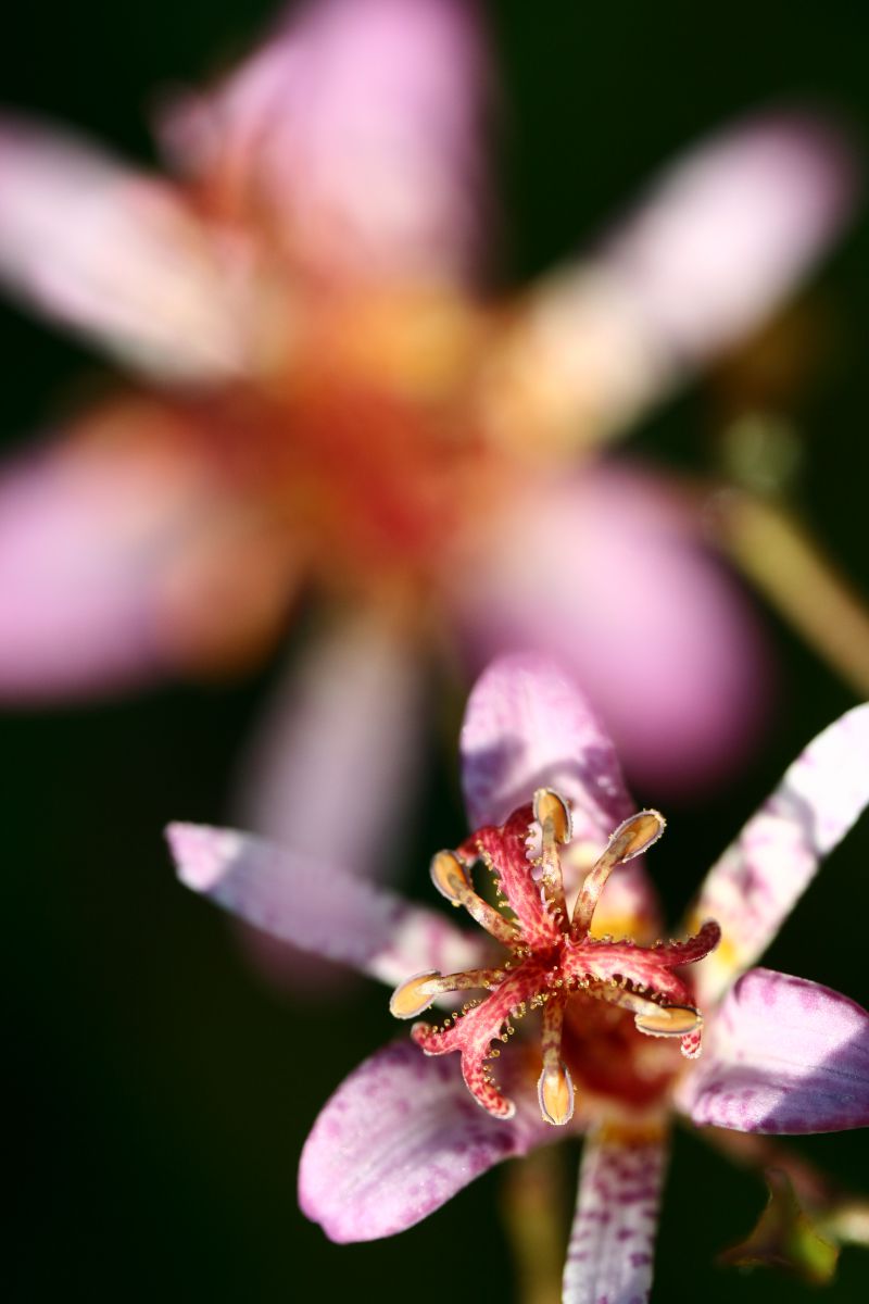 twinkle star | GANREF