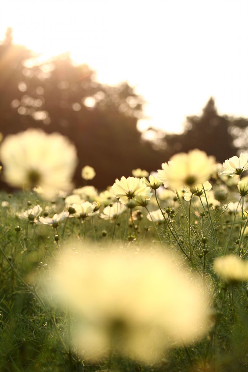 黄色いコスモス～1～ | GANREF