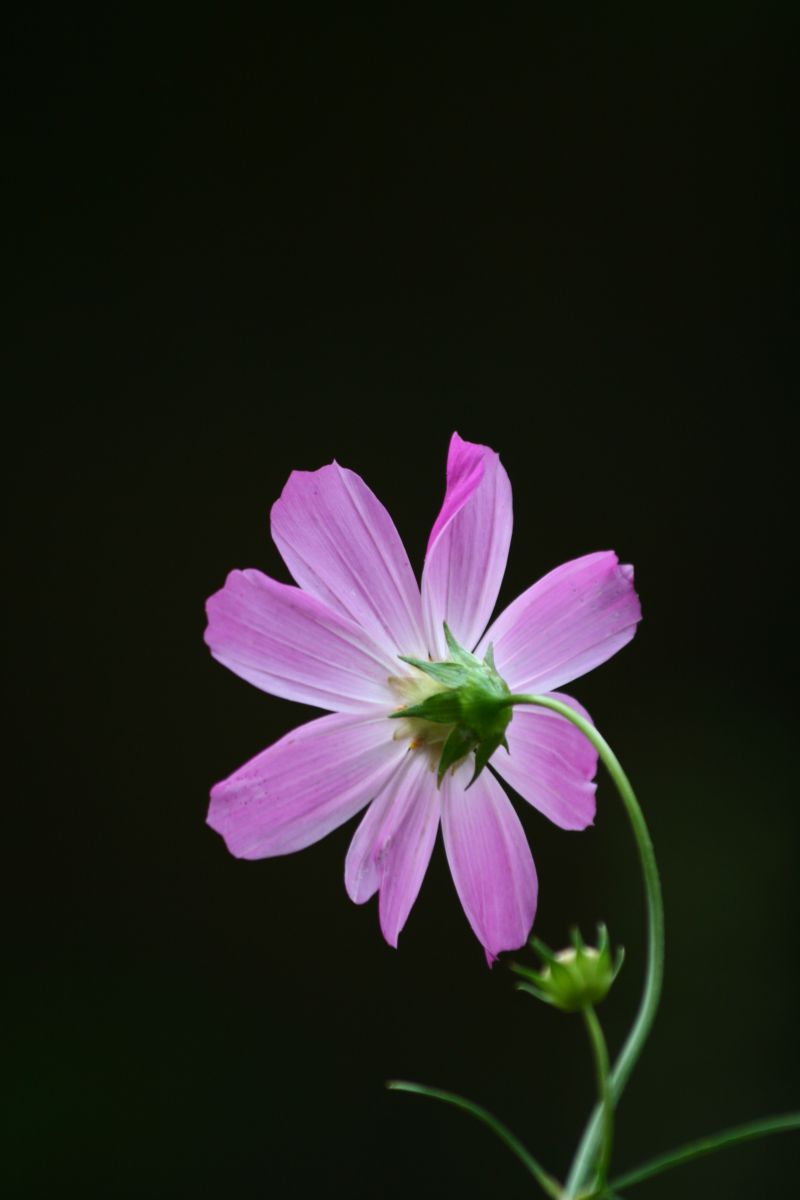 back・shot | GANREF