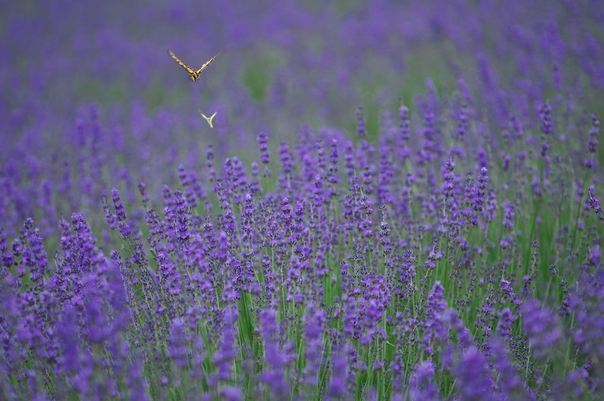 rendez-vous | GANREF