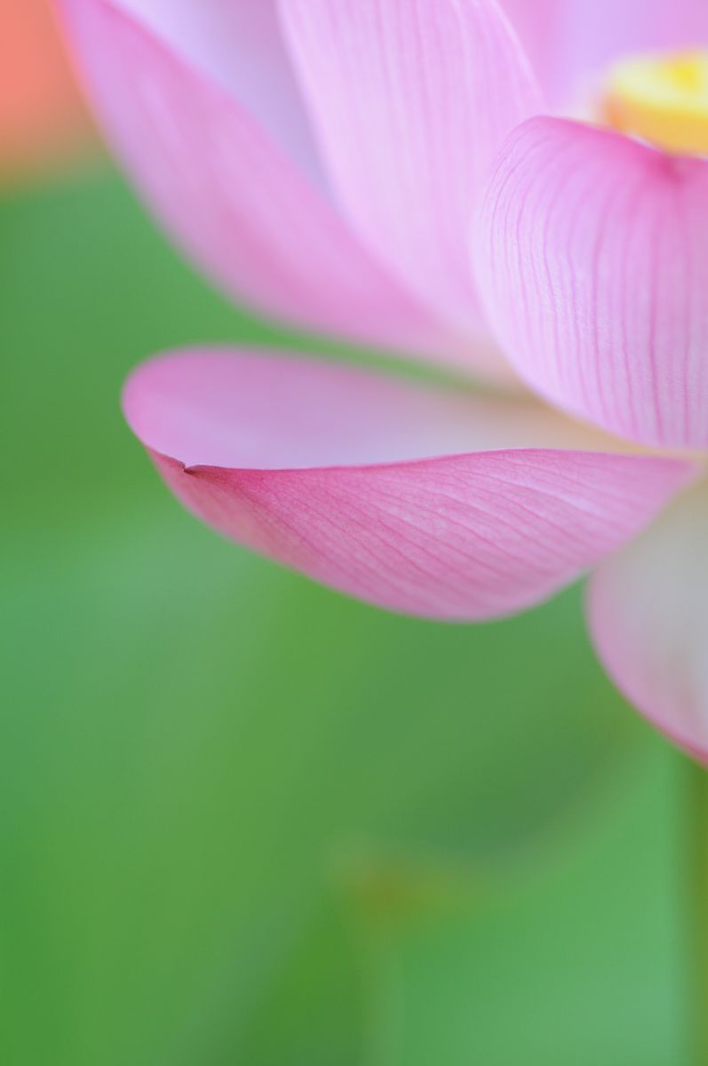 D300s試写 1 | GANREF