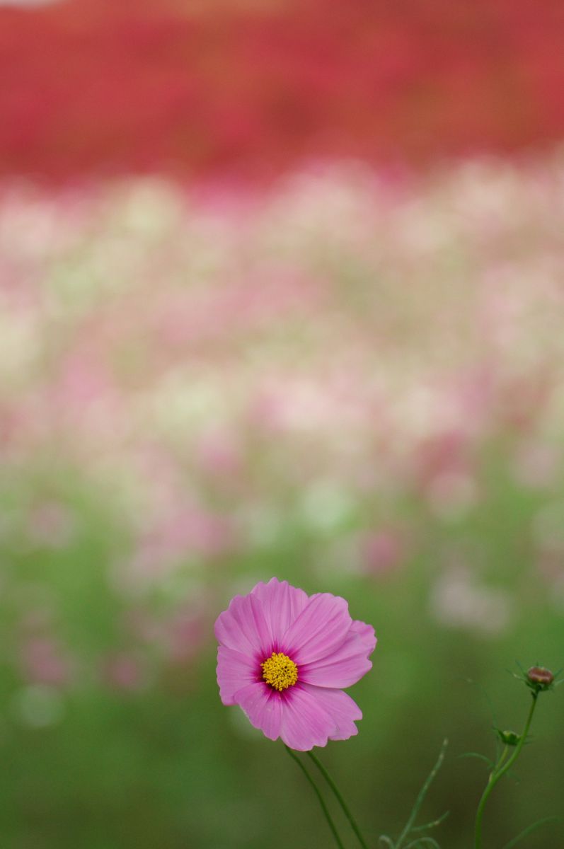 コスモス共和国国旗 ver2 | GANREF