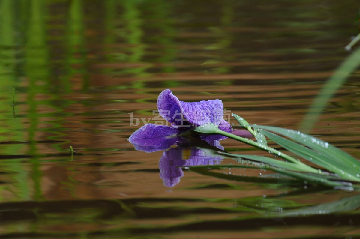 【レビュー用】iPad RAW現像テスト1 D300s | GANREF