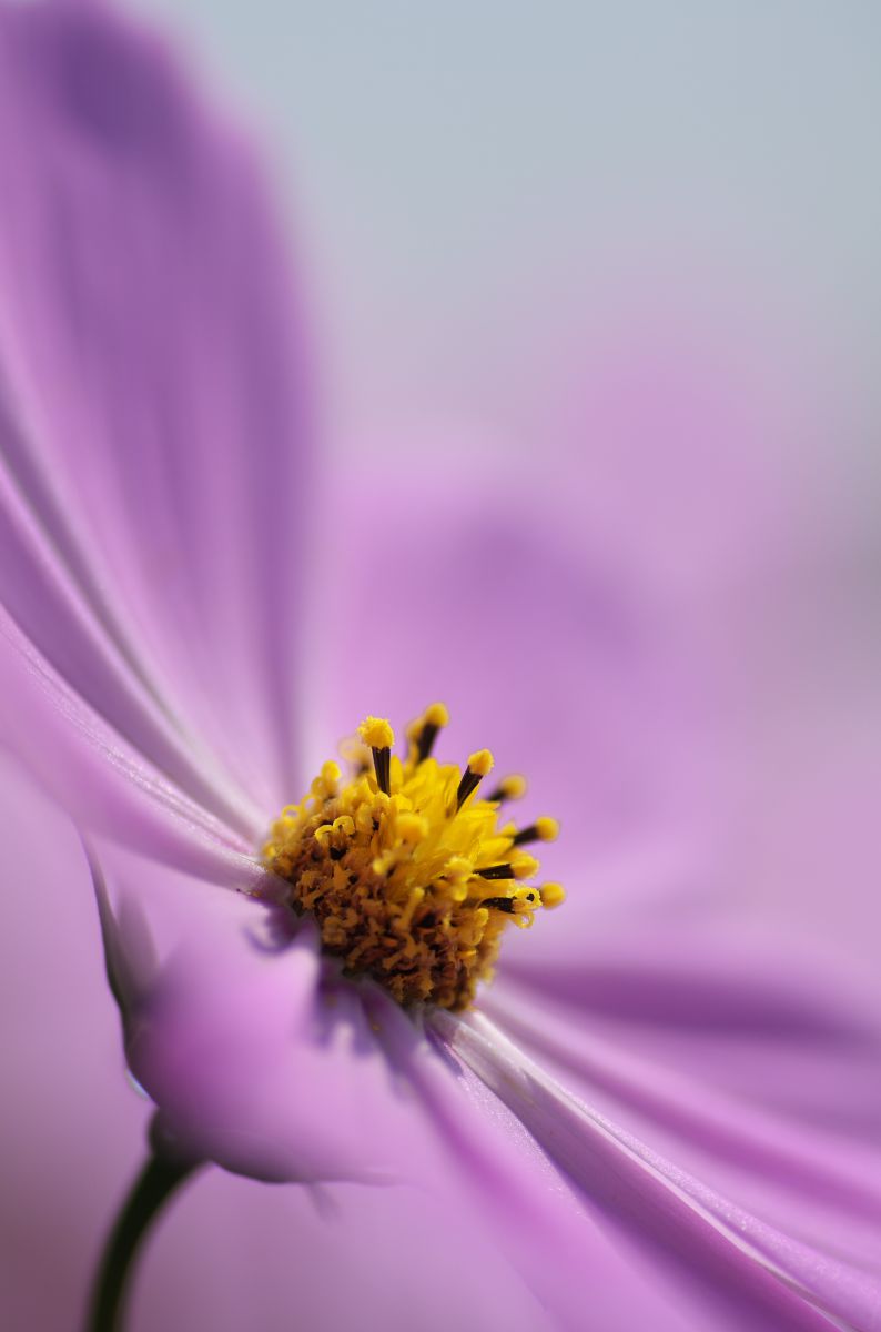 Pleats please | GANREF