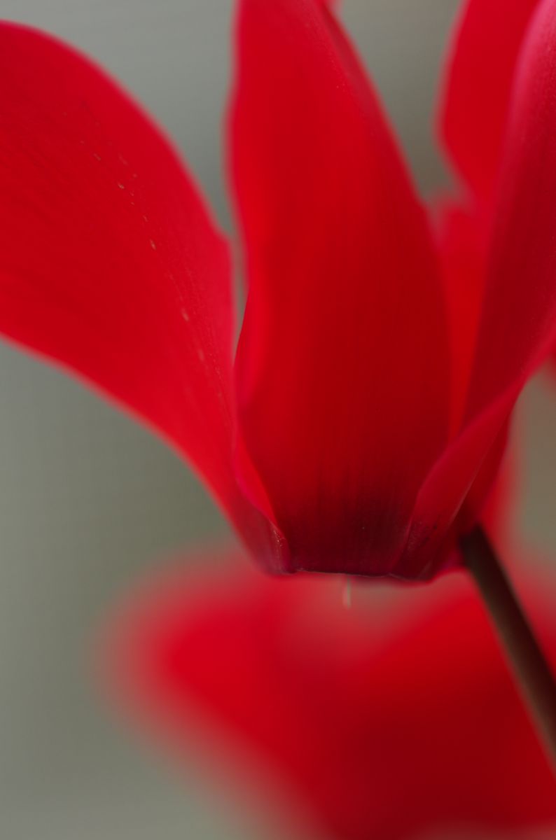 妄想ウォーミングアップ with D7000+272E | GANREF