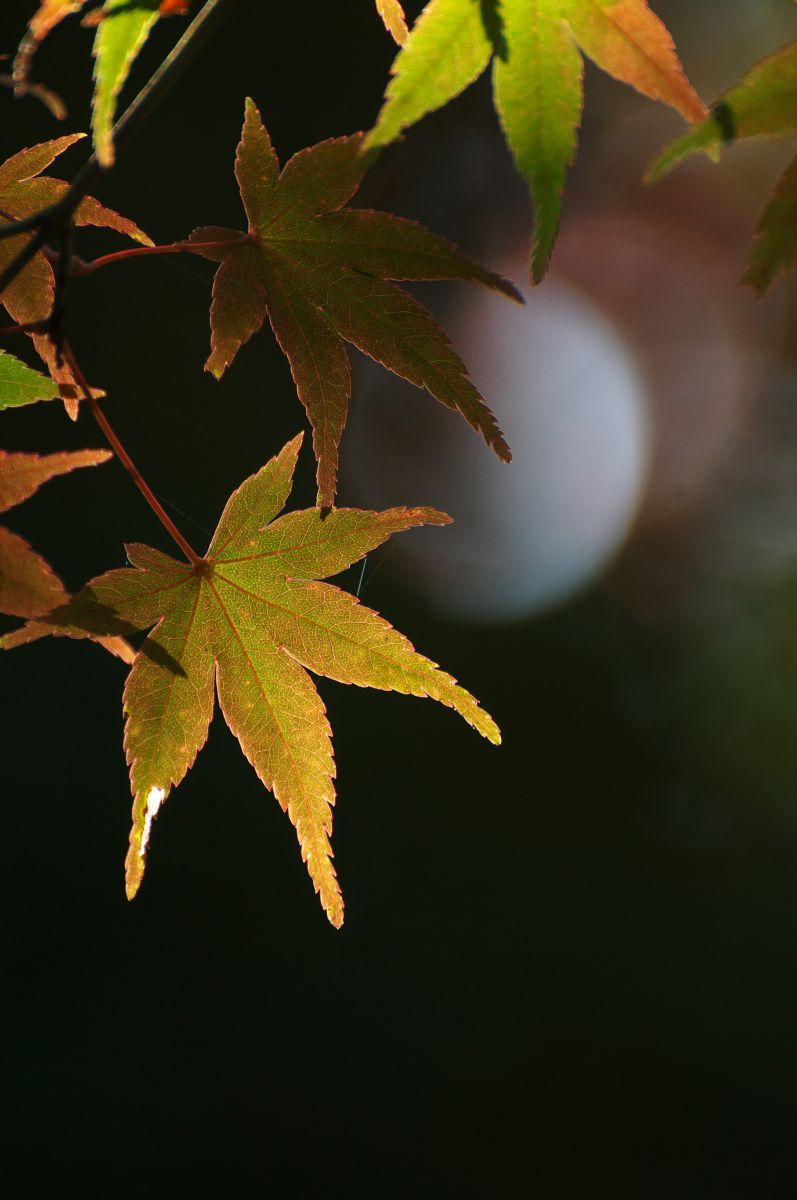 Golden Time | GANREF