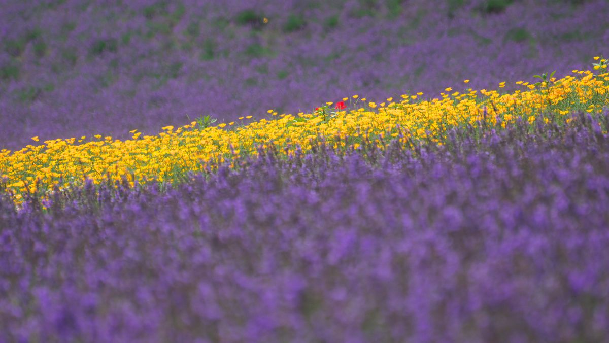 Yellow Line | GANREF