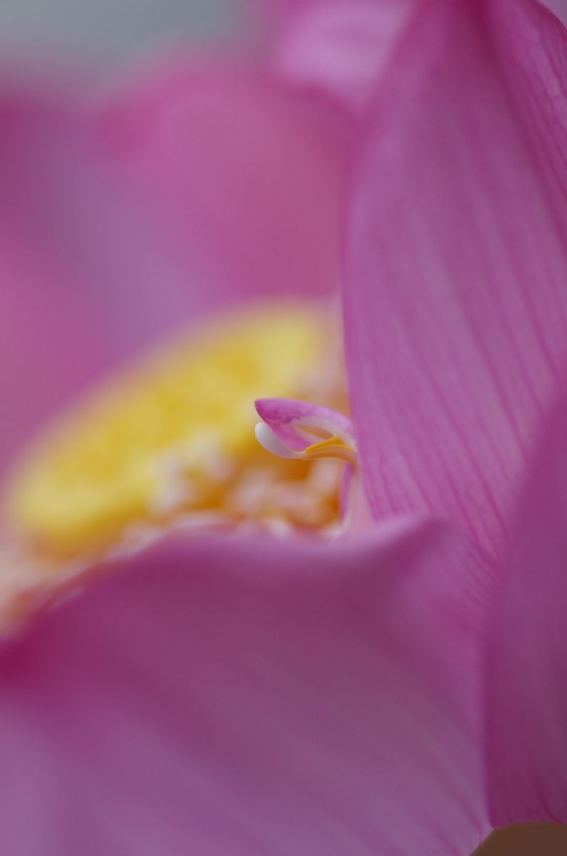 色即是空2011 Ⅴ | GANREF