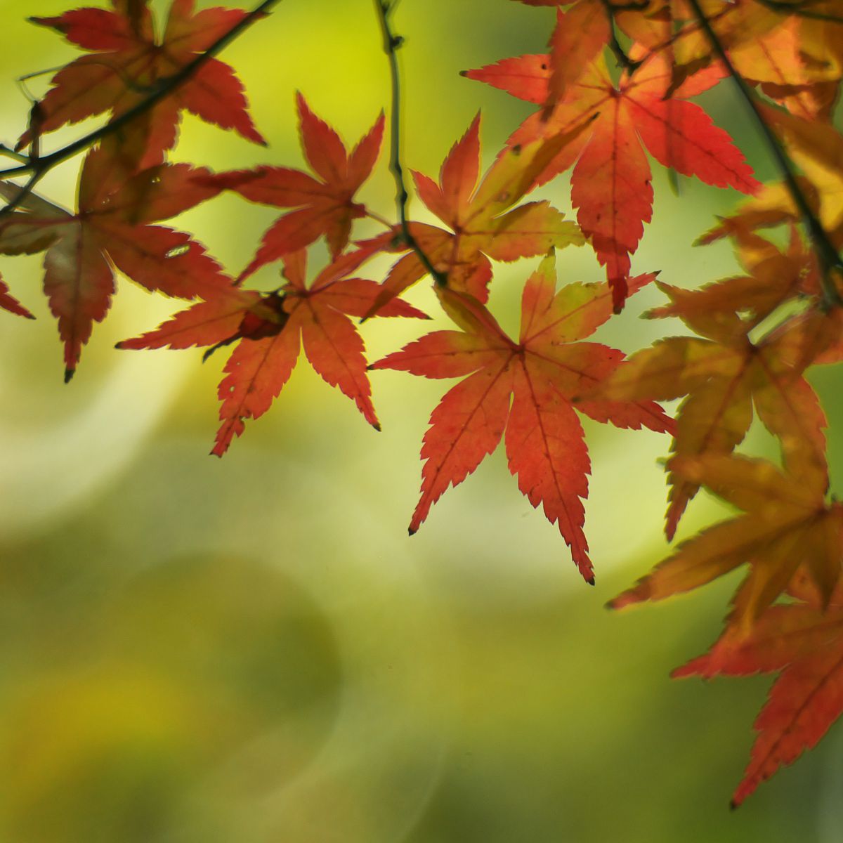 輪にならず | GANREF