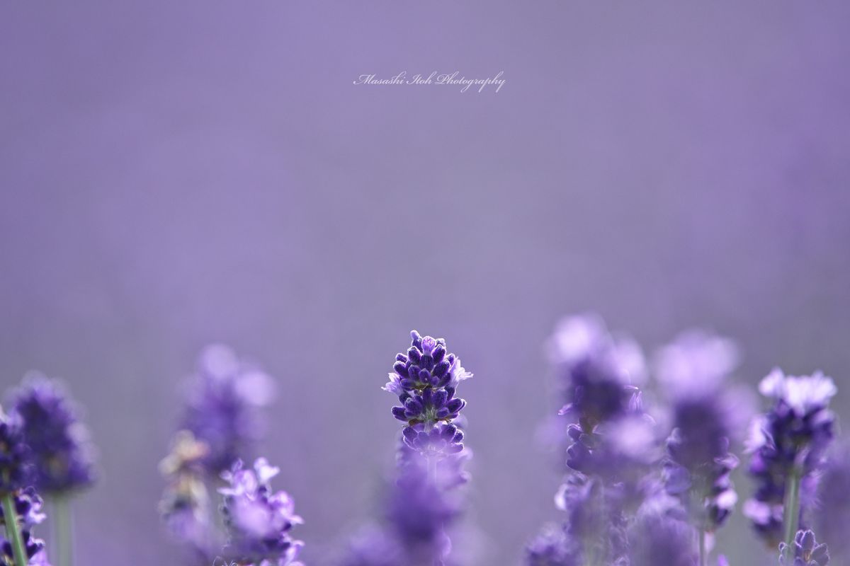 In purple | GANREF