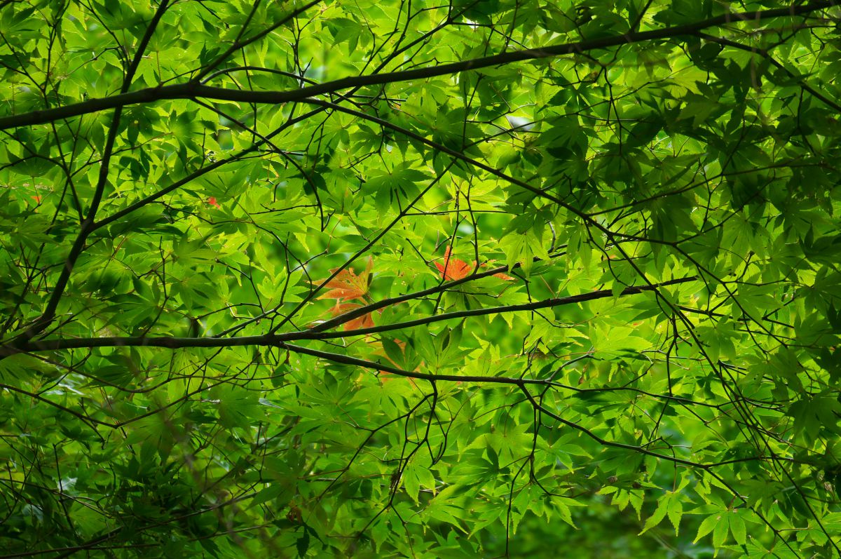 Orange Eyes | GANREF