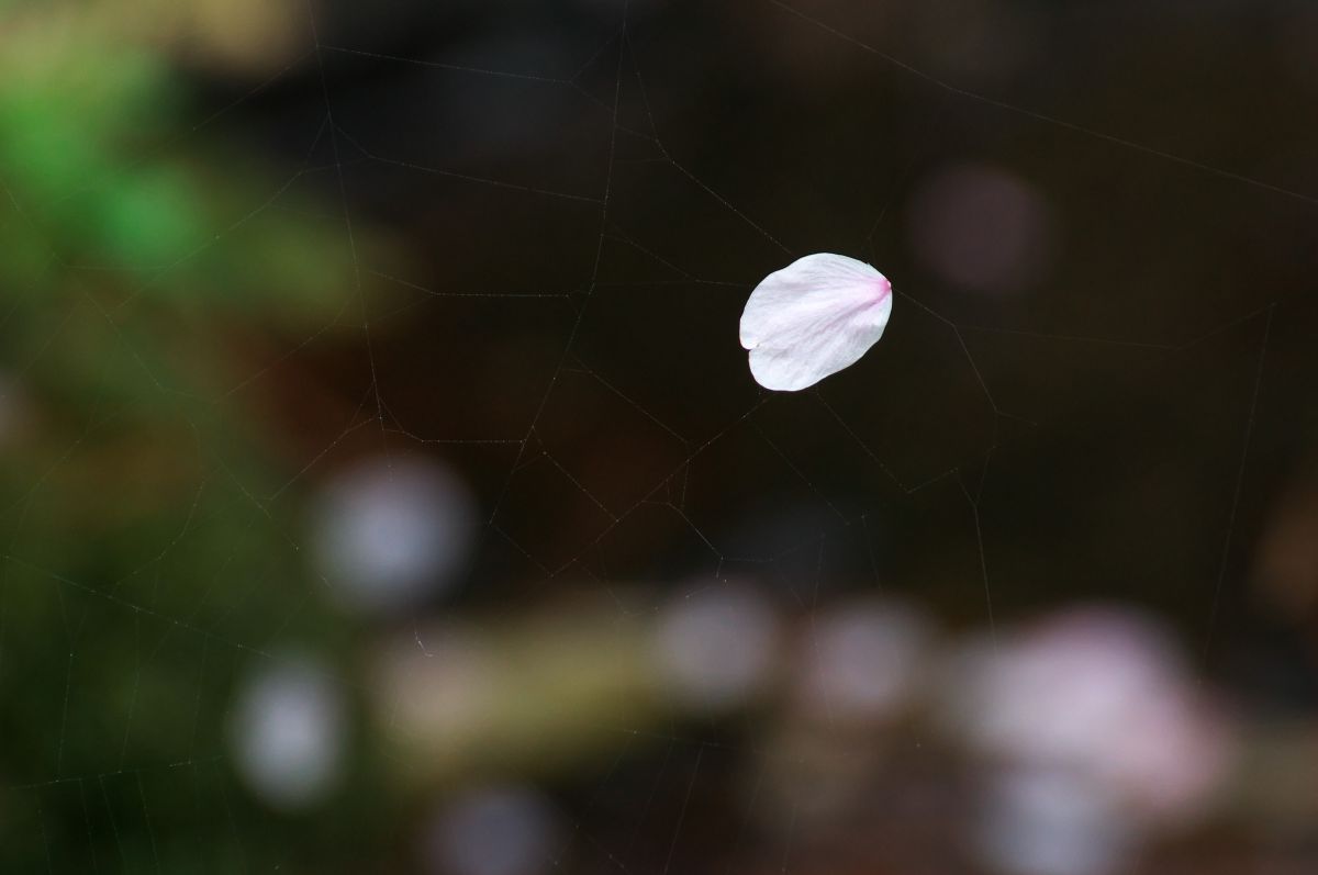 Spider's trap | GANREF