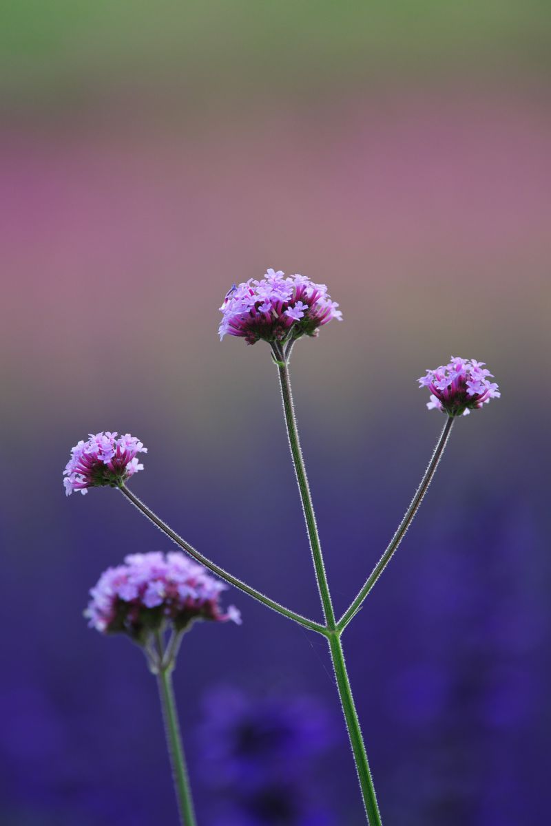 Come here , my man. | GANREF