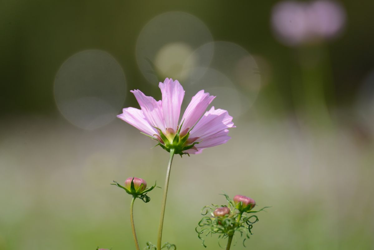 D600のソコヂカラ － F8対応AF | GANREF