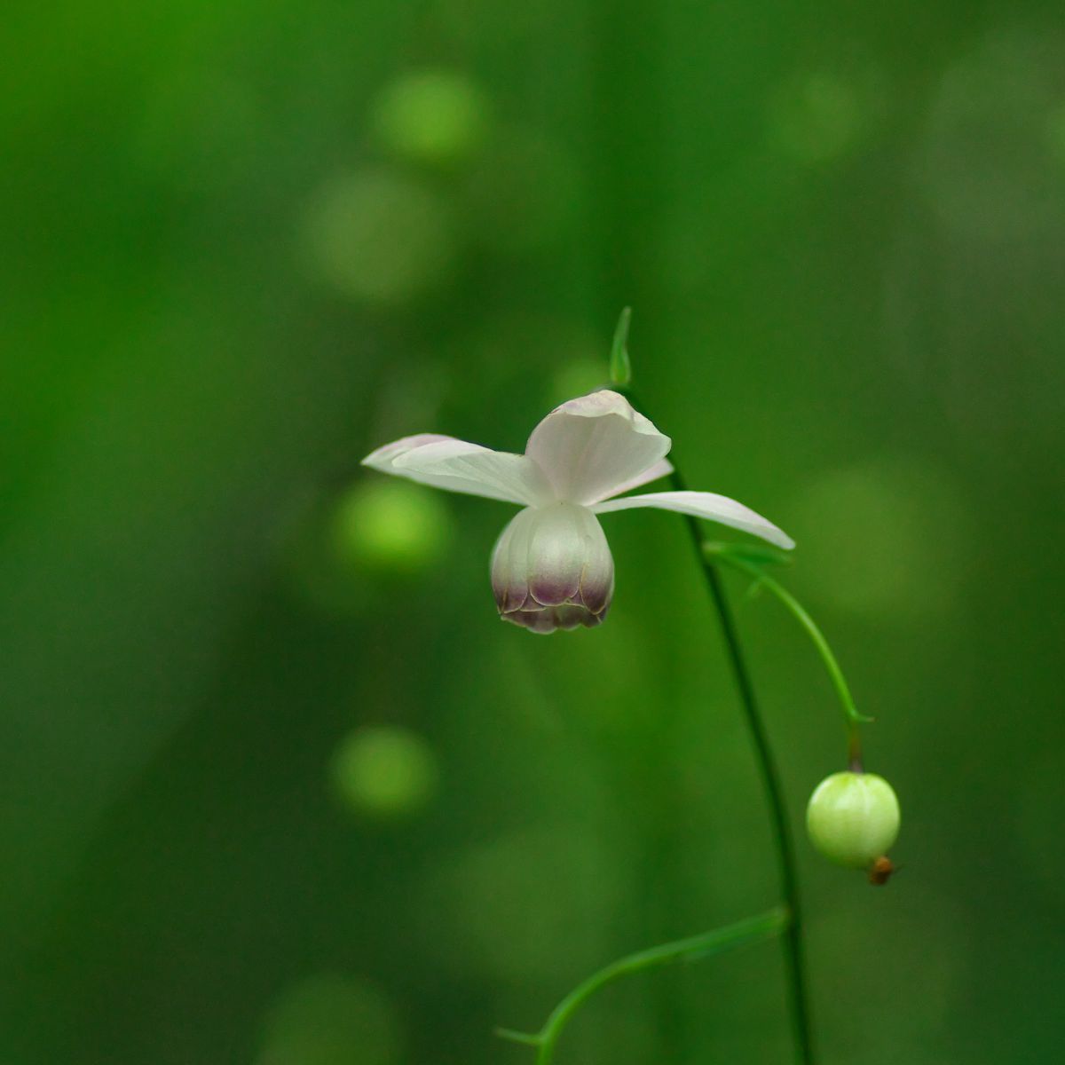 One and Only | GANREF