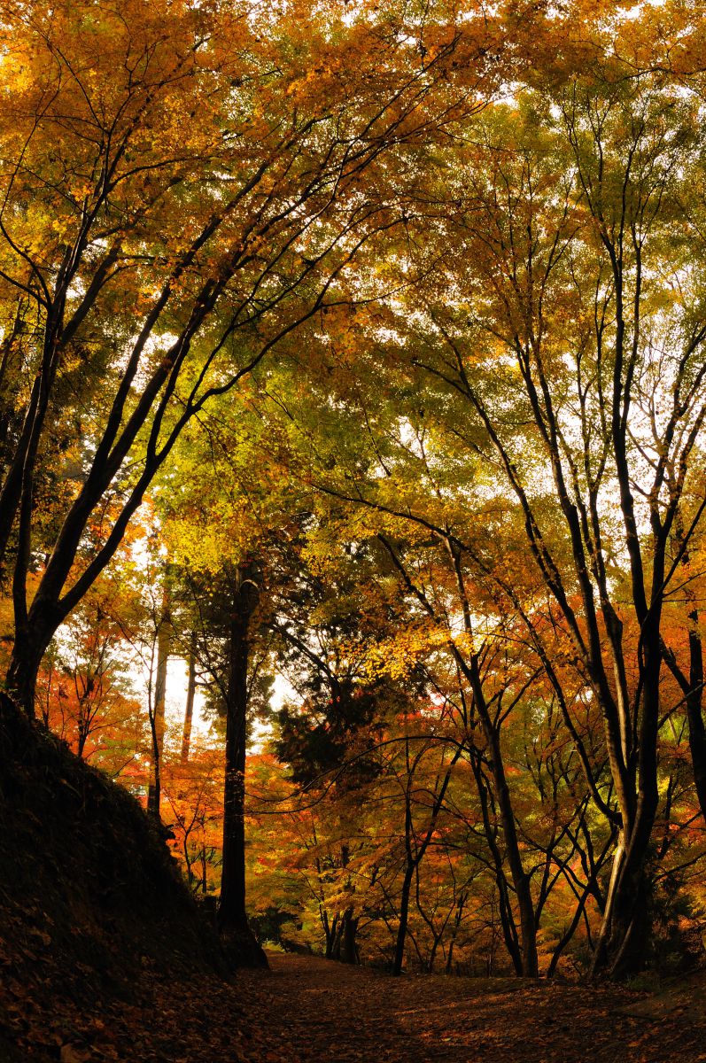 深まる秋の路 | GANREF