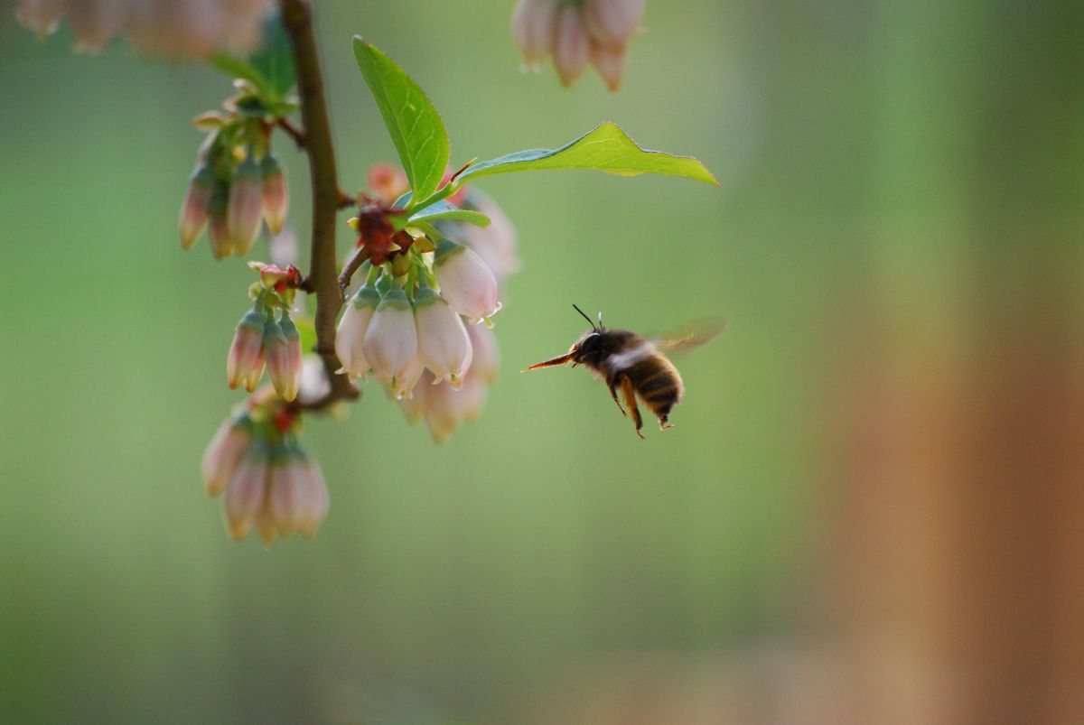 hovering in spring Ⅱ | GANREF