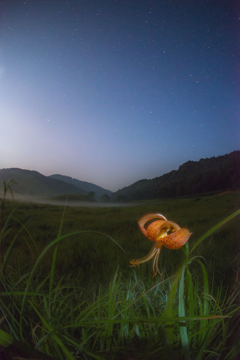 Moonlight lily | GANREF