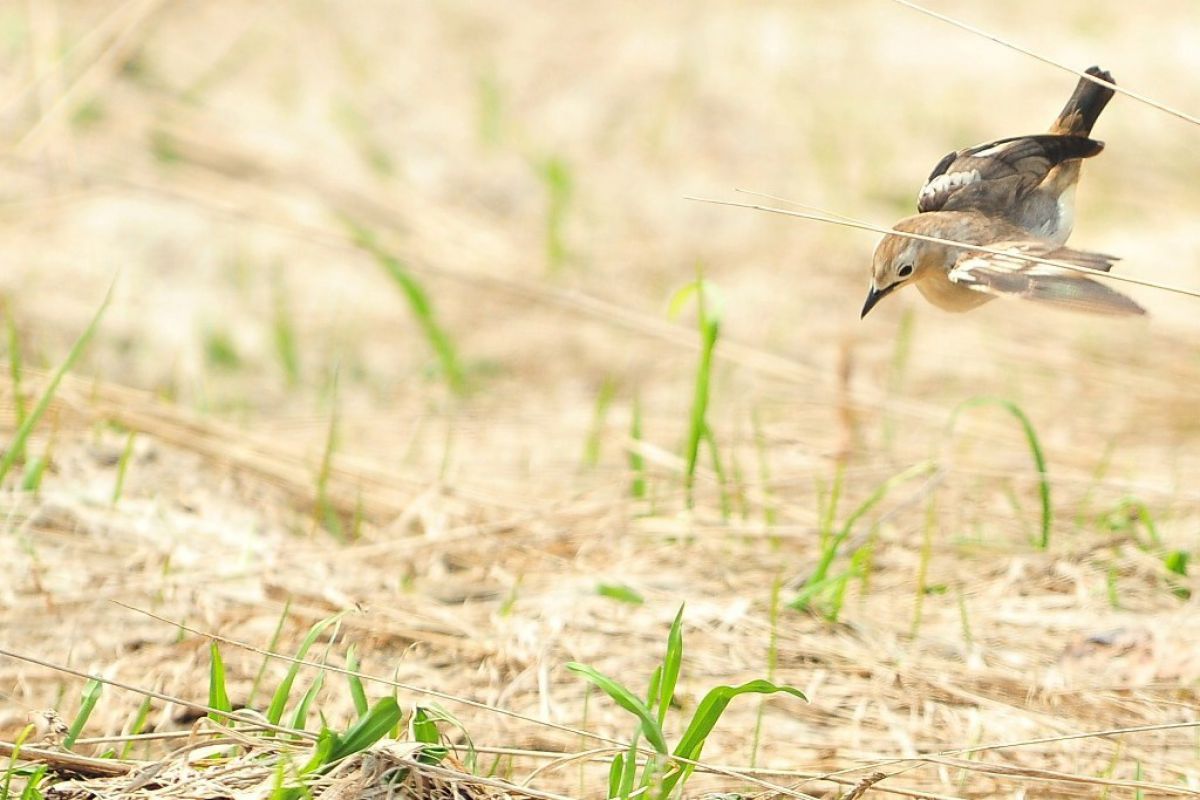 Lock on the target | GANREF